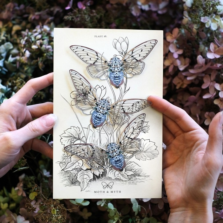 Ghost Cicada 3 Piece Set – Science Store