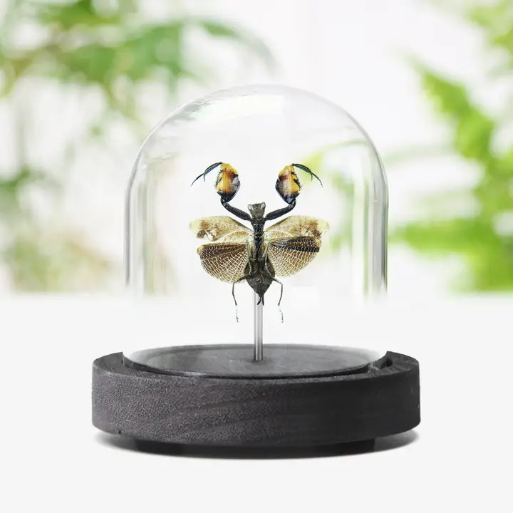 The Boxing Mantis – Science Store