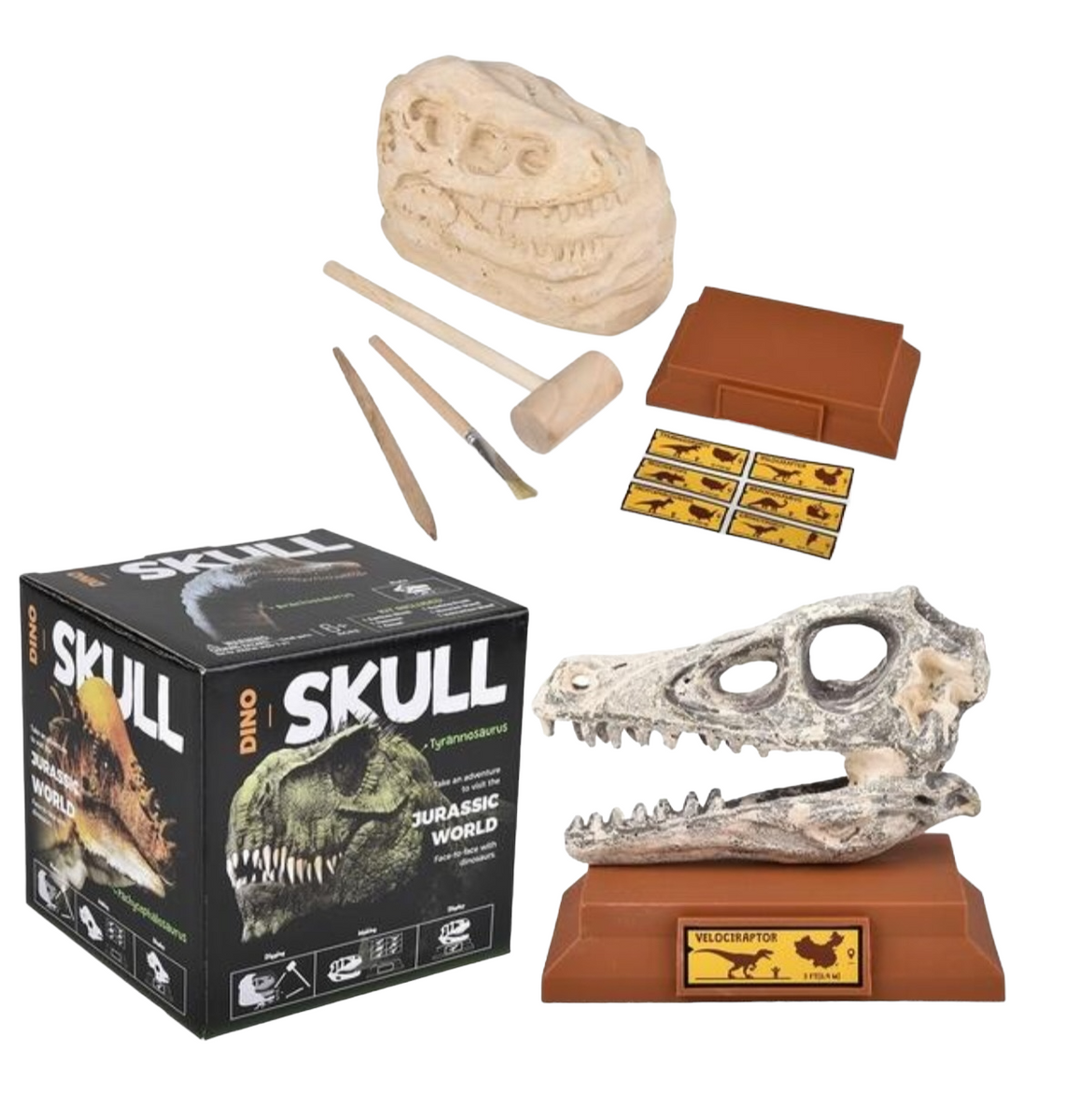 6.5" Velociraptor Skull Excavation – Science Store