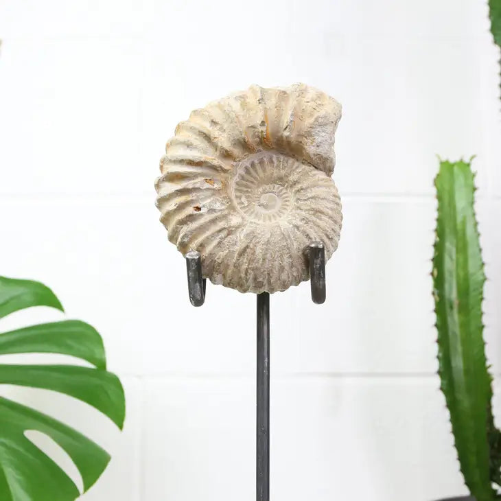 Natural Ammonite Stand – Science Store